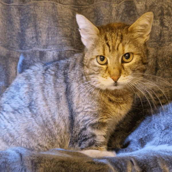 11046 Lilly | Murtal - Landestierschutzverein Steiermark