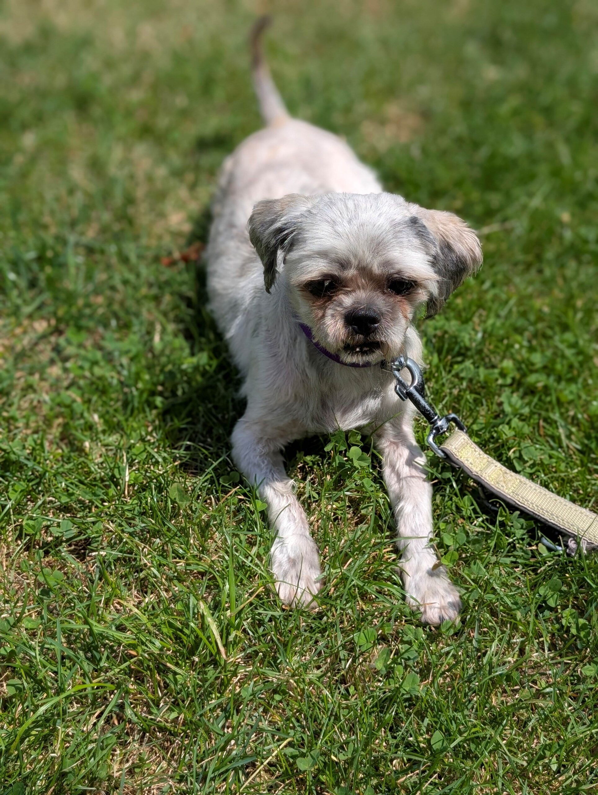 Coco (1) | Graz - Landestierschutzverein Steiermark