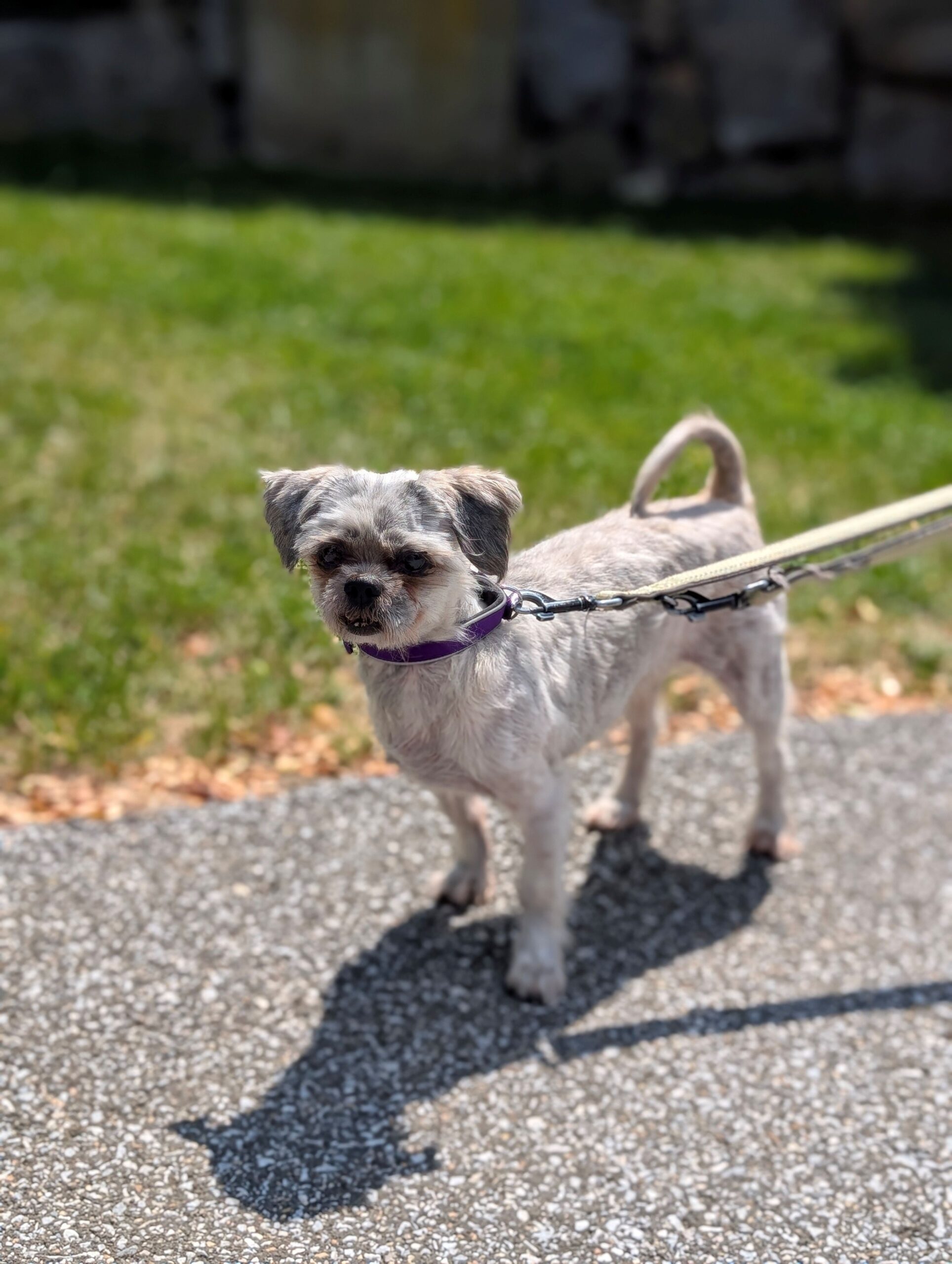 Coco (2) | Graz - Landestierschutzverein Steiermark