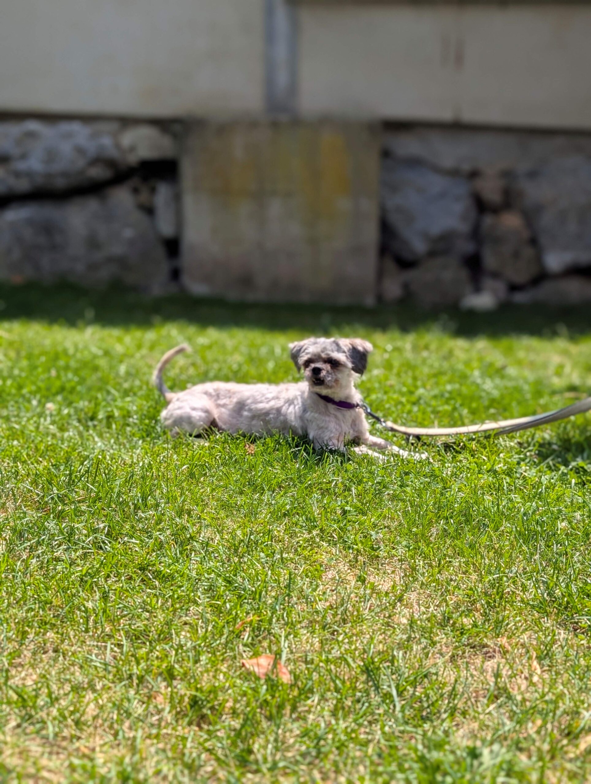 Coco (4) | Graz - Landestierschutzverein Steiermark