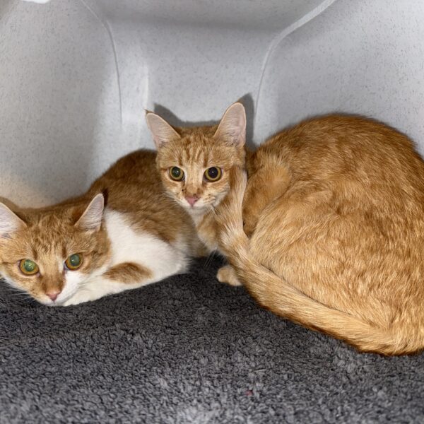 Lilly 24279 u. Chilly 24280 | Graz - Landestierschutzverein Steiermark