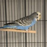 St. Ruprecht an der Raab | Graz - Landestierschutzverein Steiermark